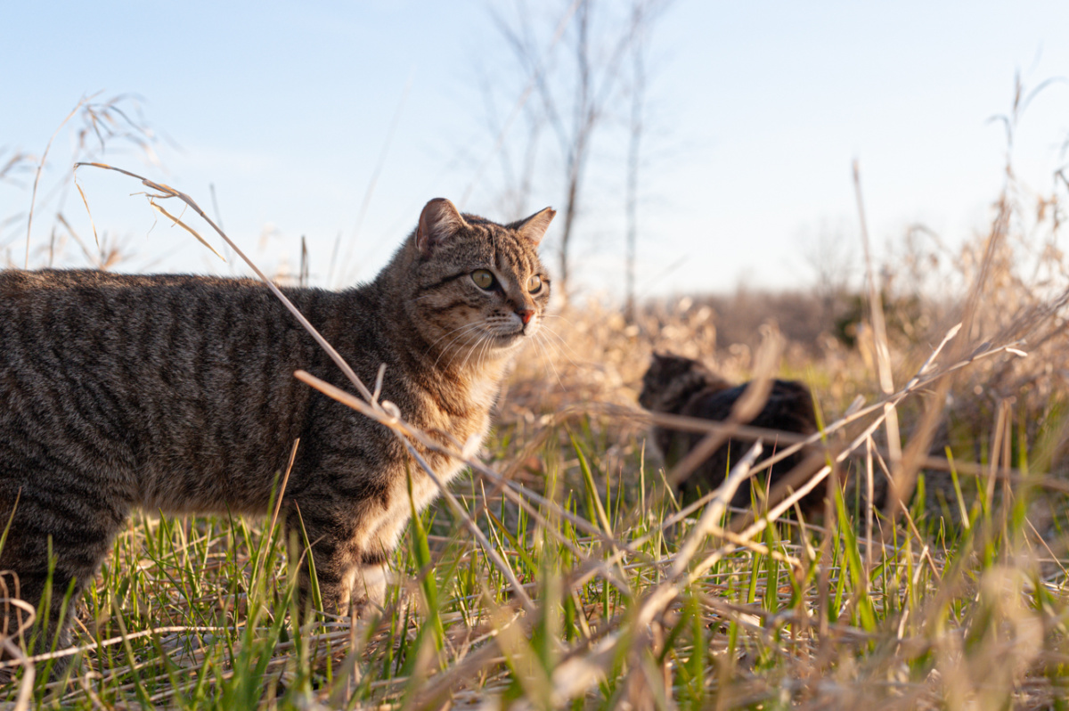 Volunteer with Cats Anonymous | Cats Anonymous, Inc