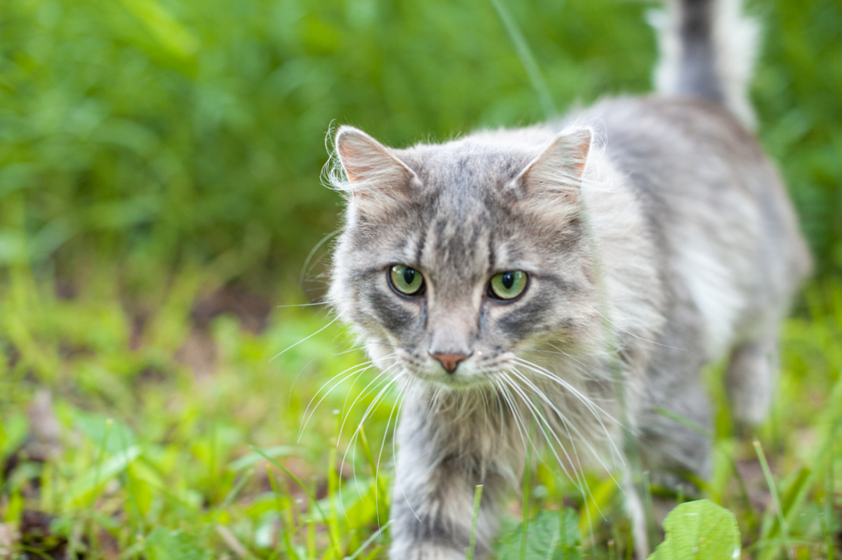 Cats Anonymous, Inc | Humane TNVR Services in Northeastern Wisconsin