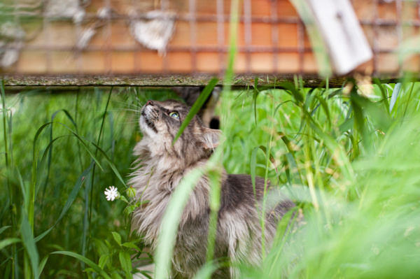 Cats Anonymous, Inc | Humane TNVR Services in Northeastern Wisconsin